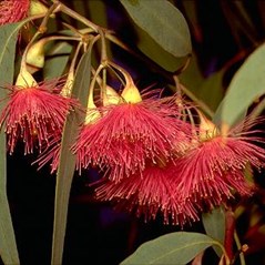 Eucalyptus leucoxylon ssp. leucoxylon
