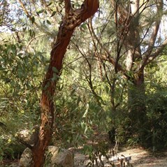 Eucalyptus macrandra