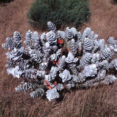 Eucalyptus macrocarpa ssp. macrocarpa