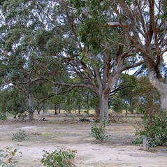 Eucalyptus microcarpa