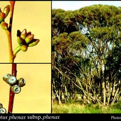Eucalyptus phenax ssp. phenax