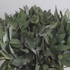 Eucalyptus robusta