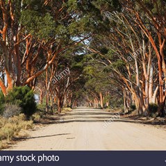 Eucalyptus salubris