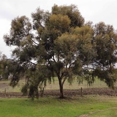 Eucalyptus spathulata ssp. spathulata