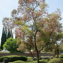 Eucalyptus torquata