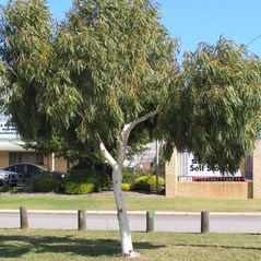 Eucalyptus victrix 'Little Ghost Gum'