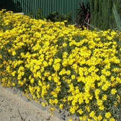 Euryops pectinatus 'Little Sunray'