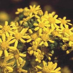 Euryops virgineus