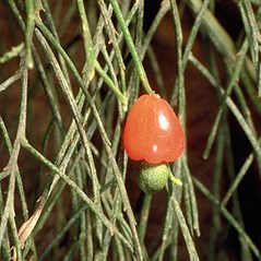 Exocarpos cupressiformis