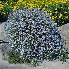 Felicia amelloides