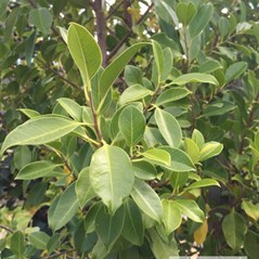 Ficus macrocarpa var.hillii