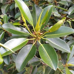 Ficus rubiginosa