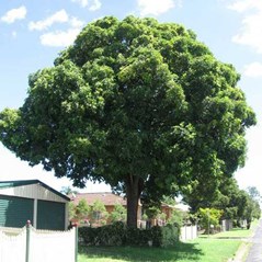 Flindersia australis