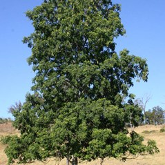 Flindersia xanthoxyla