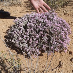 Frankenia pauciflora