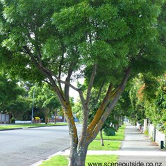 Fraxinus angustifolia ssp. oxycarpa 'Raywood'