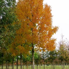 Fraxinus pennsylvanica 'Cimmzam' Cimmaron