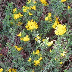 Genista pilosa 'Vancouver Gold'