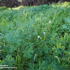 Geranium solanderi var. solanderi