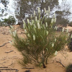 Grevillea pterosperma