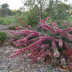 Hakea 'Burrendong Beauty'