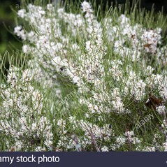 Hakea prostrata