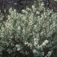 Hakea rostrata