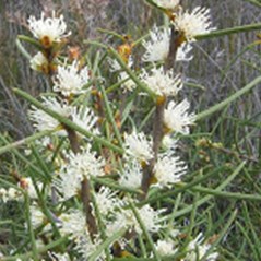 Hakea sulcata