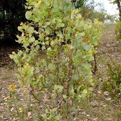 Hakea undulata