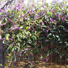 Hardenbergia violacea 'Happy Wanderer'