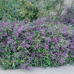 Hardenbergia violacea 'Mini-Haha'