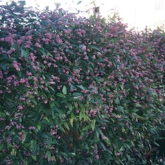Hardenbergia violacea 'Rosea'