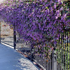 Hardenbergia violacea