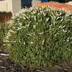 Hebe 'Snowdrift'