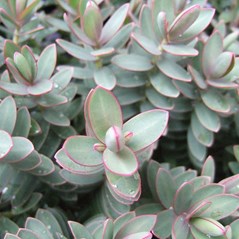 Hebe albicans 'Red Edge'