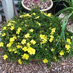 Hibbertia obtusifolia