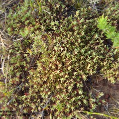 Homoranthus homoranthoides