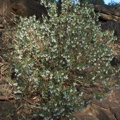 Hybanthus floribundus
