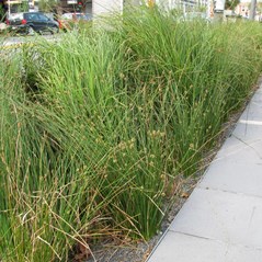 Isolepis nodosa
