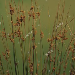 Juncus subsecundus