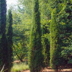 Juniperus chinensis 'Spartan'