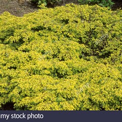 Juniperus communis 'Depressa Aurea'