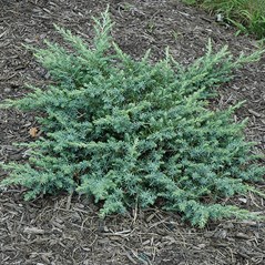 Juniperus conferta 'Silver Mist'