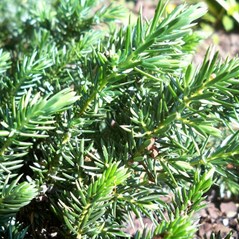 Juniperus conferta