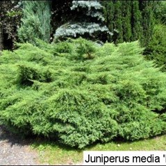 Juniperus x media