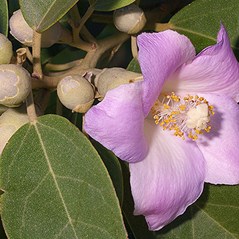 Lagunaria patersonia