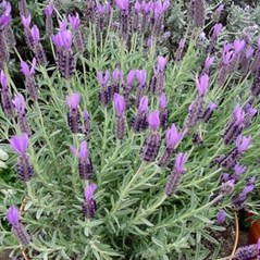 Lavandula 'Avonview'