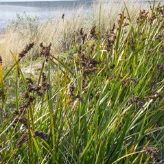 Lepidosperma gladiatum