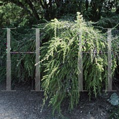 Leptospermum continentale 'Horizontalis'