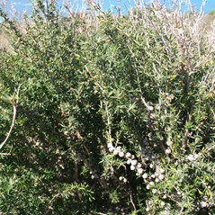 Leptospermum continentale